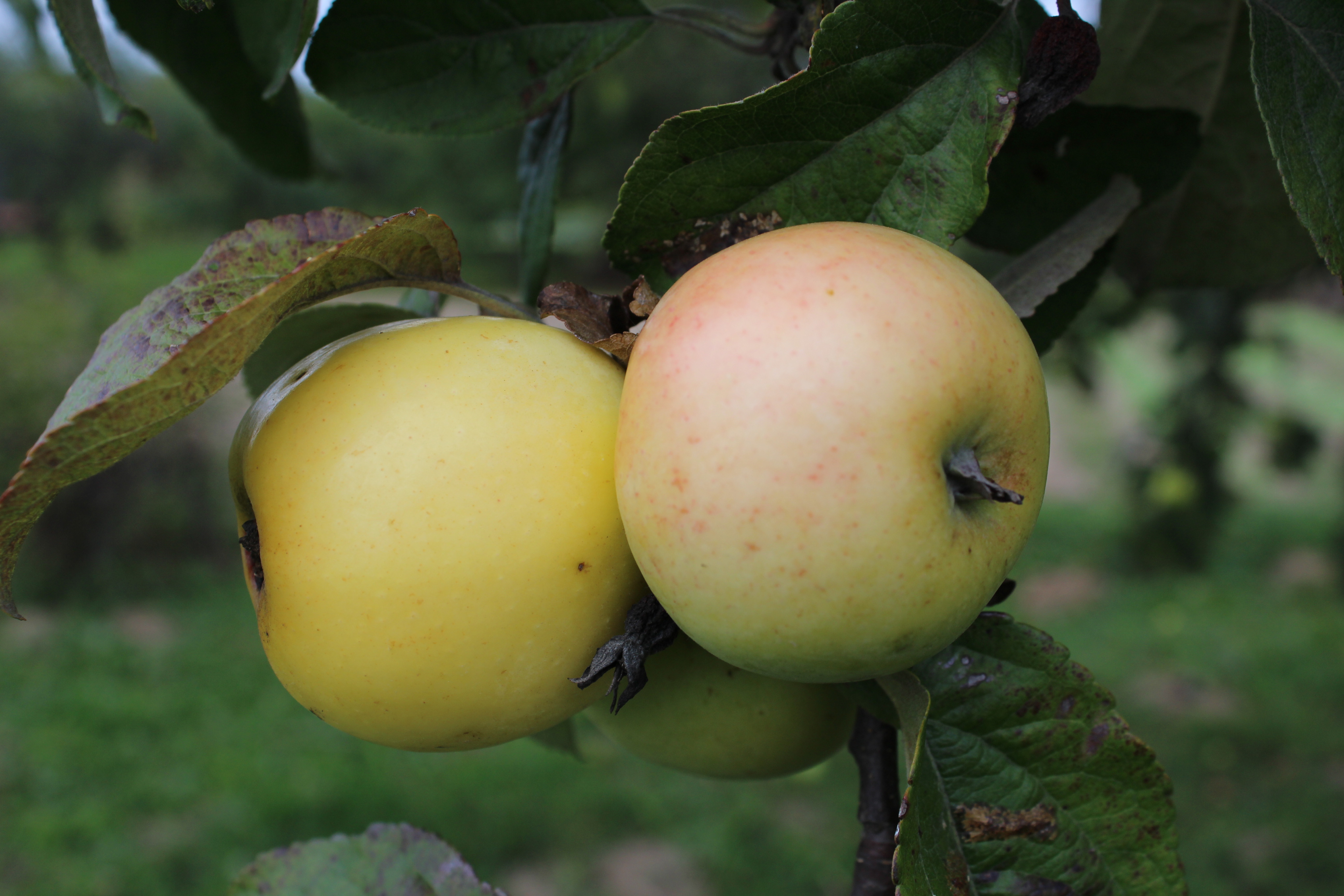 Антоновка Описание Фото – Telegraph